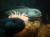 Northern wolffish Facts for Kids