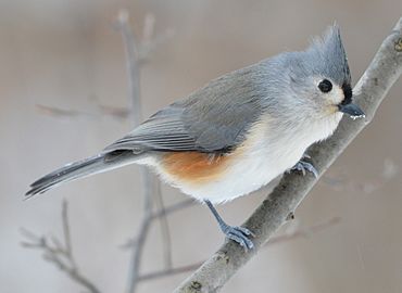 Tufted titmouse Facts for Kids