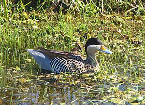 Silver teal Facts for Kids