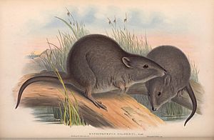 Gilbert's potoroo Facts for Kids