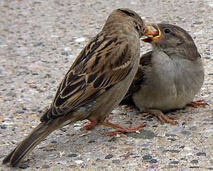 House sparrow Facts for Kids