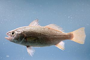 American silver perch Facts for Kids
