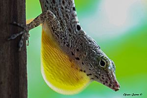 Anolis stratulus Facts for Kids