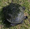 Eastern long-necked turtle Facts for Kids
