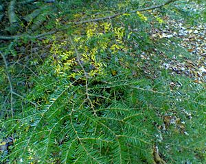 Eastern hemlock Facts for Kids