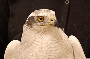 Eurasian goshawk Facts for Kids