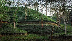 Malnicherra Tea Estate Facts for Kids