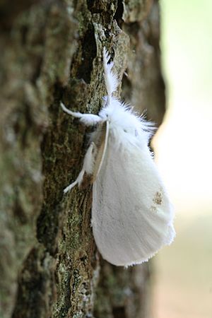 Yellow-tail Facts for Kids