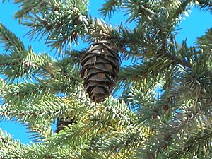 Mexican Douglas-fir Facts for Kids