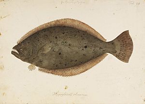 Olive flounder Facts for Kids
