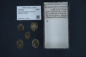 Black-edged limpet Facts for Kids
