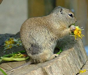 Richardson's ground squirrel Facts for Kids