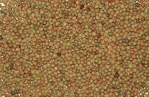 Alb-Leisa Facts for Kids