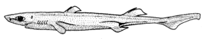 Blackbelly lanternshark Facts for Kids