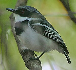 Forest batis Facts for Kids
