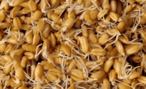 Germinated wheat Facts for Kids