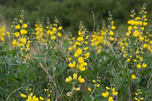 California goldenbanner Facts for Kids