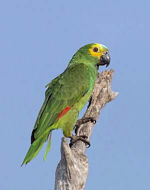 Blue-fronted amazon Facts for Kids