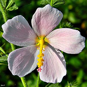 Seashore mallow Facts for Kids