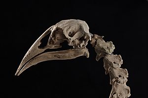 Adzebill Facts for Kids