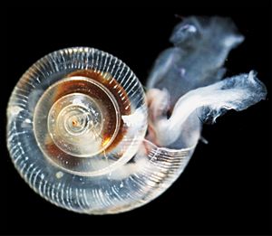 Pteropoda Facts for Kids