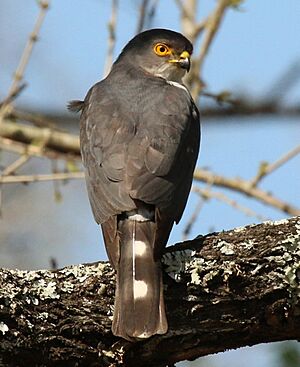 Little sparrowhawk Facts for Kids