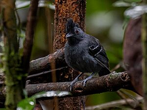 Black-headed antbird Facts for Kids