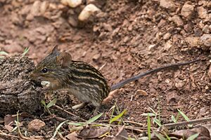 Typical striped grass mouse Facts for Kids
