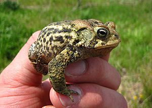 American toad Facts for Kids