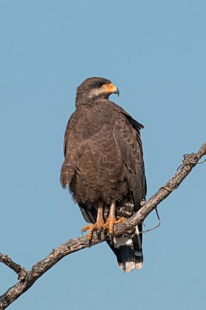 Cuban black hawk Facts for Kids