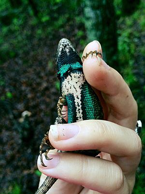 Eastern fence lizard Facts for Kids