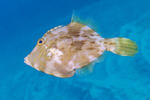 Planehead filefish Facts for Kids