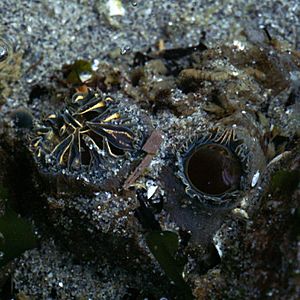 Tresus Facts for Kids