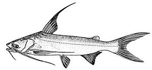 Gafftopsail catfish Facts for Kids