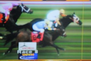 Ben's Cat Facts for Kids