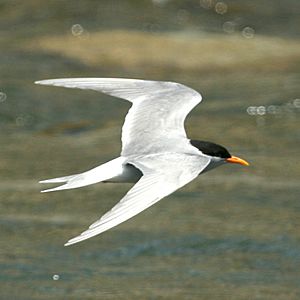 Black-fronted tern Facts for Kids