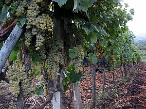 List of Italian grape varieties Facts for Kids