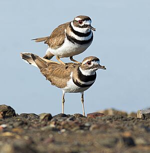 Killdeer Facts for Kids