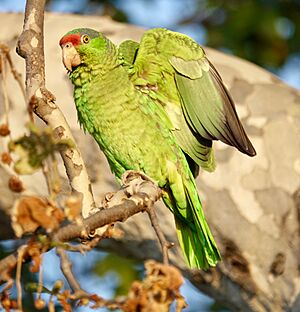 Red-crowned amazon Facts for Kids