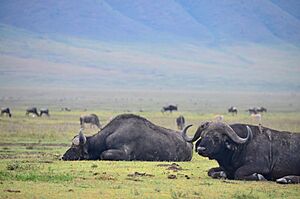 African buffalo Facts for Kids