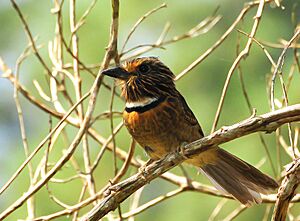 Crescent-chested puffbird Facts for Kids
