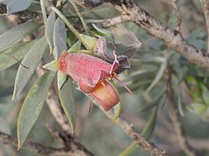 Silver poverty bush Facts for Kids