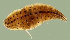 Leech Facts for Kids