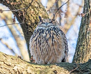 Flaco (owl) Facts for Kids