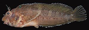 Crested blenny Facts for Kids