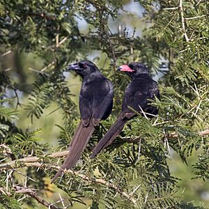 Piapiac Facts for Kids