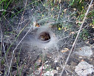 Funnel-web spider Facts for Kids
