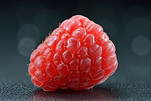 Rubus idaeus Facts for Kids