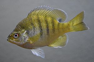 Bluegill Facts for Kids