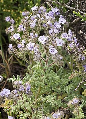 Many-flowered phacelia Facts for Kids